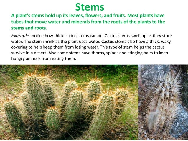 Plants 3rd grade | PPTX