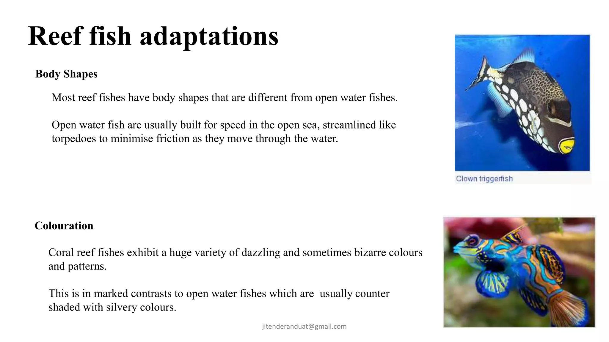 Plants and animals associates of living reef corals | PPTX