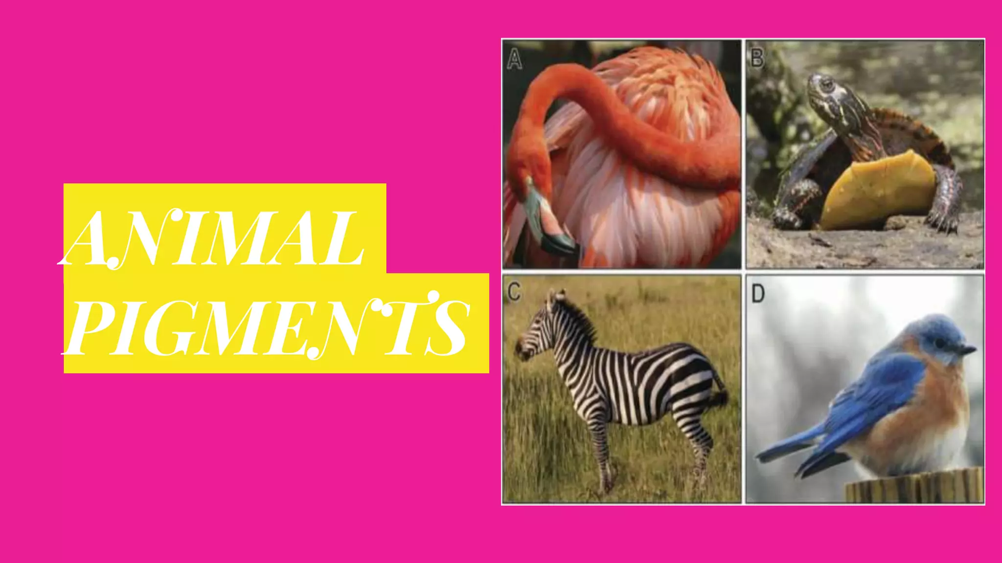 PLANTS AND ANIMALS PIGMENTS | PPTX