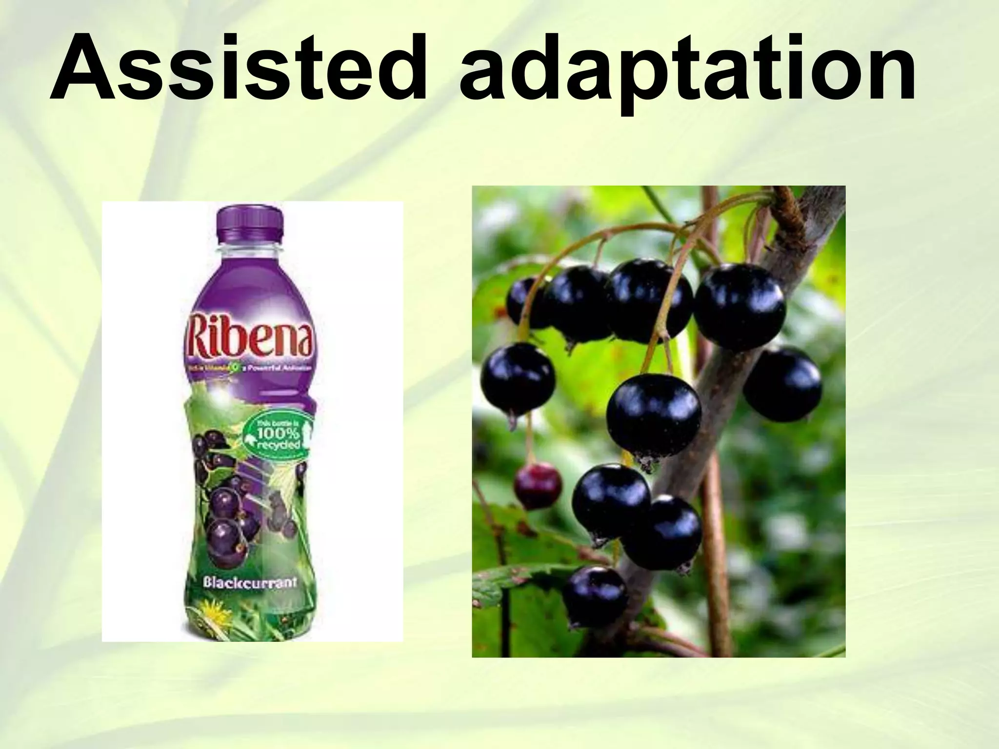 plants_and_climate_change.ppt