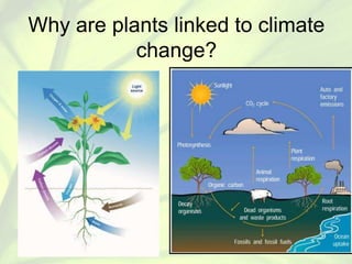 plants_and_climate_change.ppt | Gardening | Home & Garden