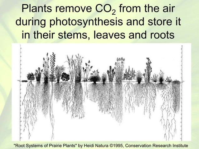 plants_and_climate_change.ppt