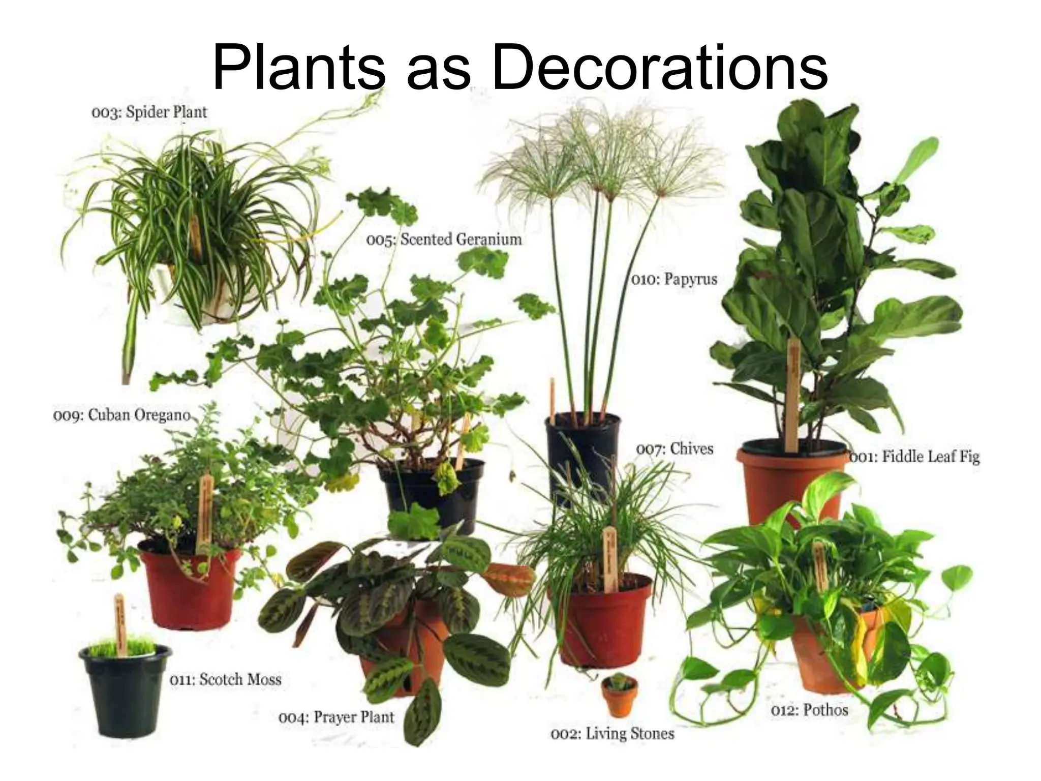 About Plants and Humans (1) - Biology Major | PPTX