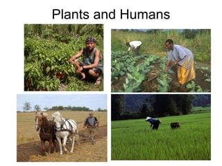 About Plants and Humans (1) - Biology Major | PPTX