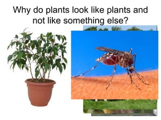 About Plants and Humans (1) - Biology Major | PPTX