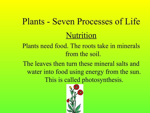 Plants and life processes | PPT
