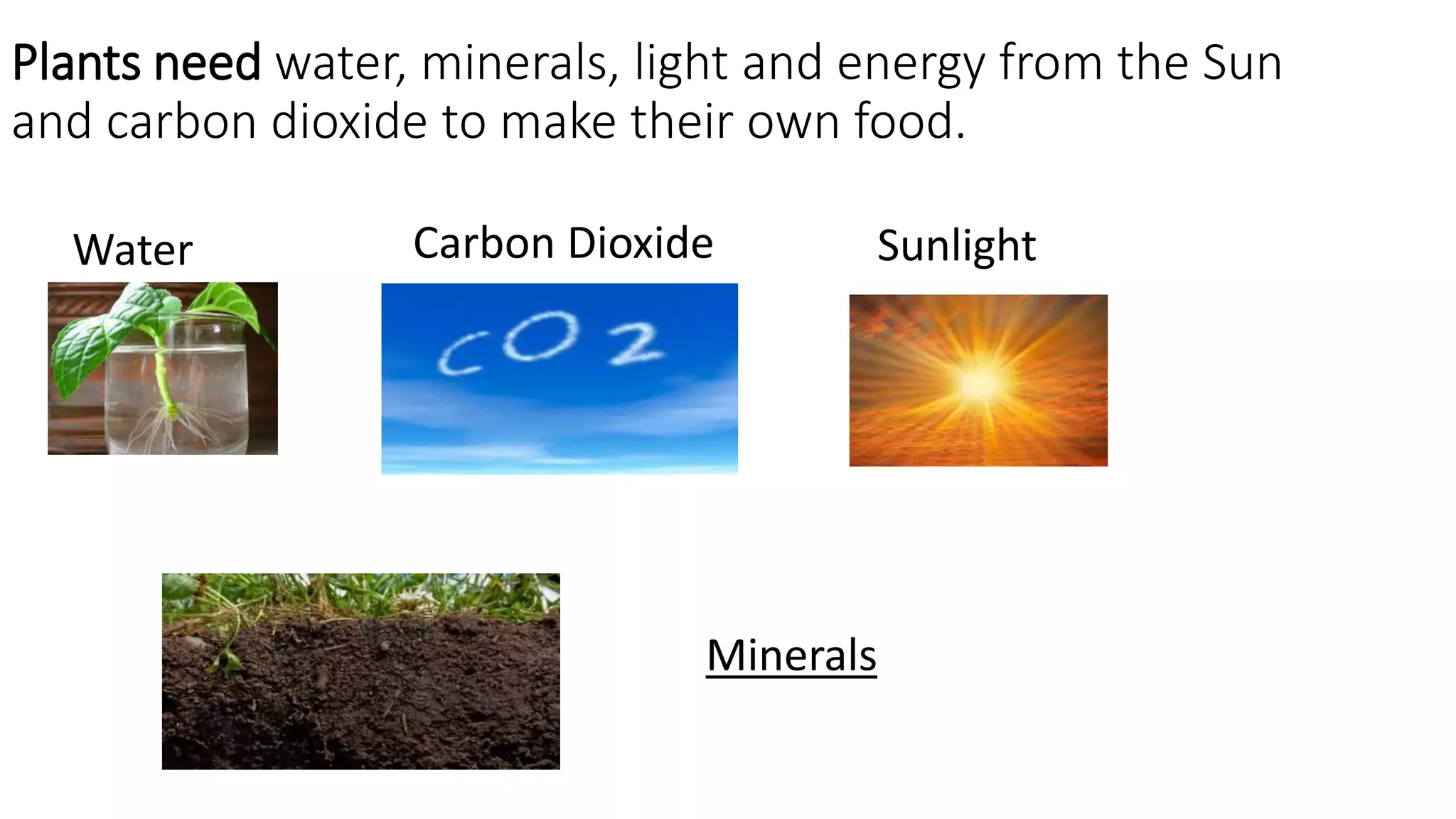 Plants and photosynthesis Unit 3 year 3 | PPTX