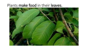 Plants and photosynthesis Unit 3 year 3 | PPTX