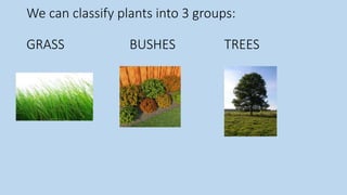 Plants and photosynthesis Unit 3 year 3 | PPTX