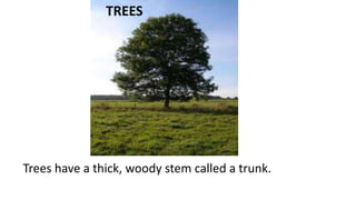 Plants and photosynthesis Unit 3 year 3 | PPTX