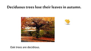 Plants and photosynthesis Unit 3 year 3 | PPTX