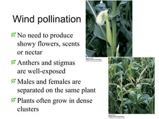 Plants And Pollination Biology | PPT
