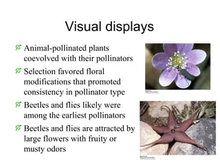 Plants And Pollination Biology | PPT