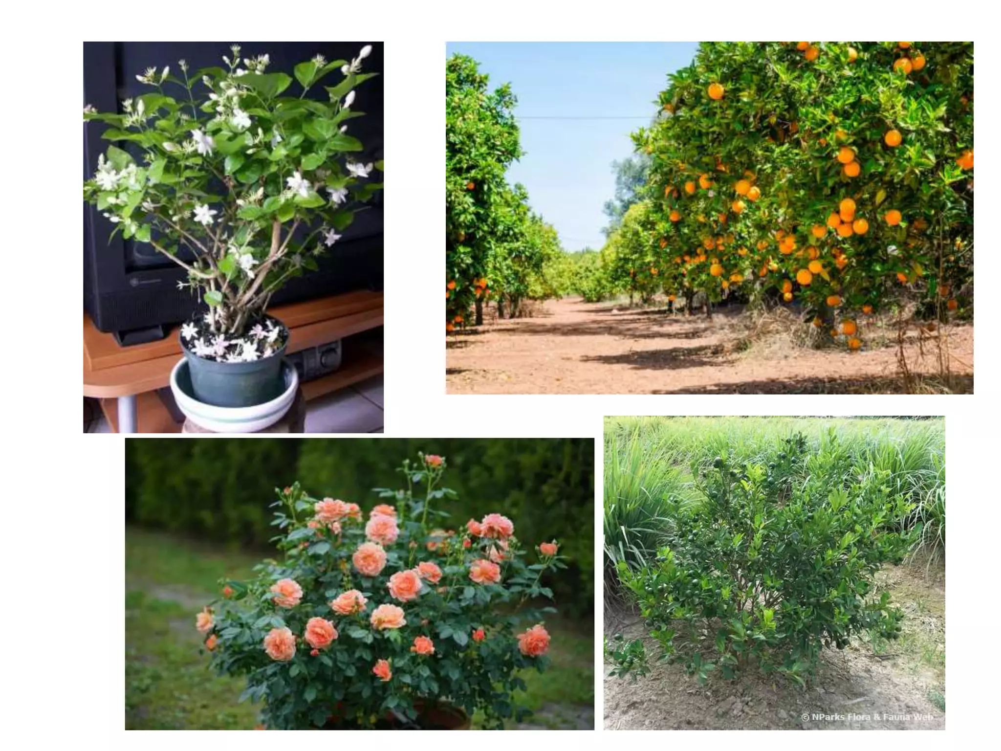 Plants and their habitats | PPTX