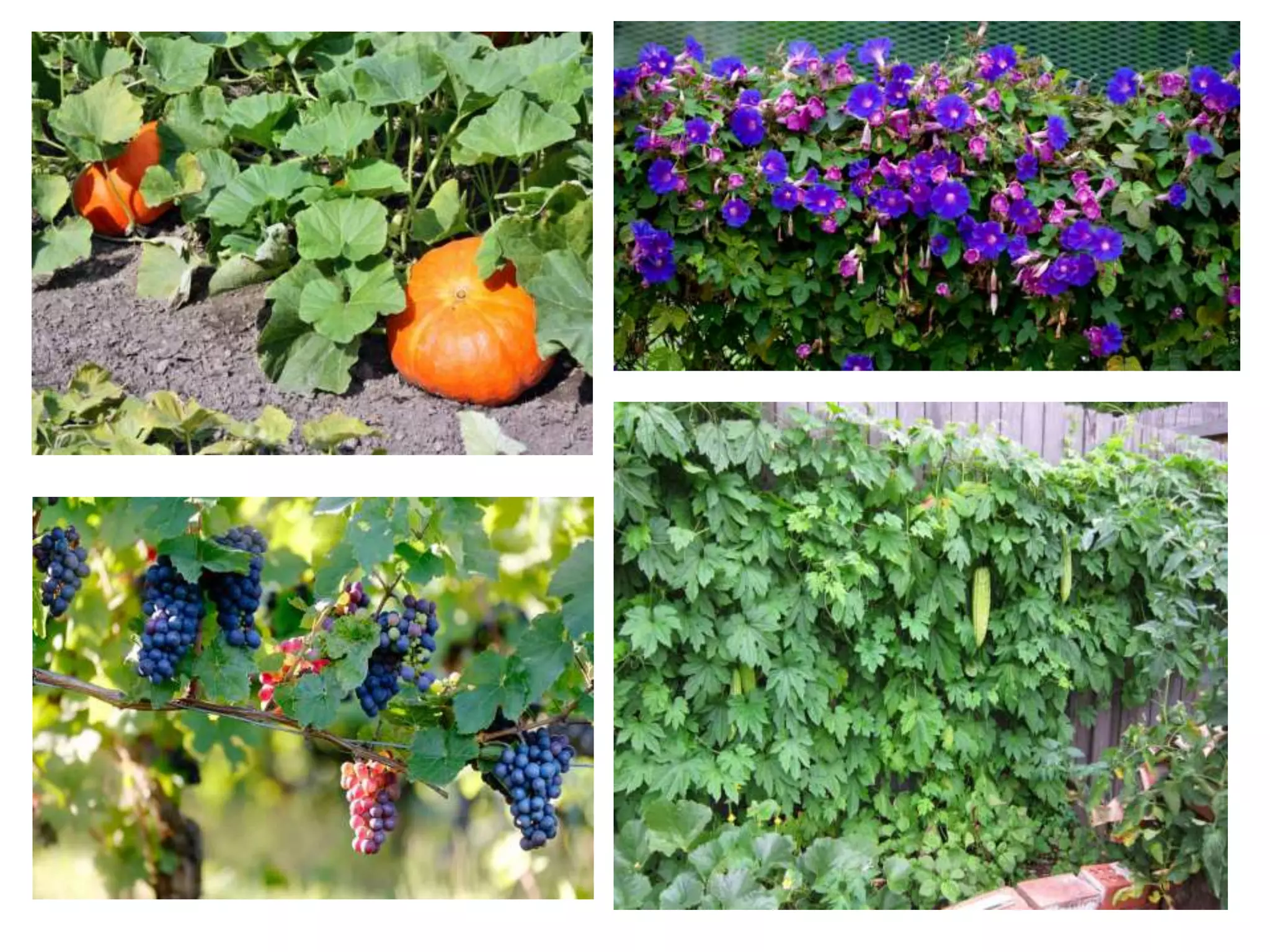 Plants and their habitats | PPTX