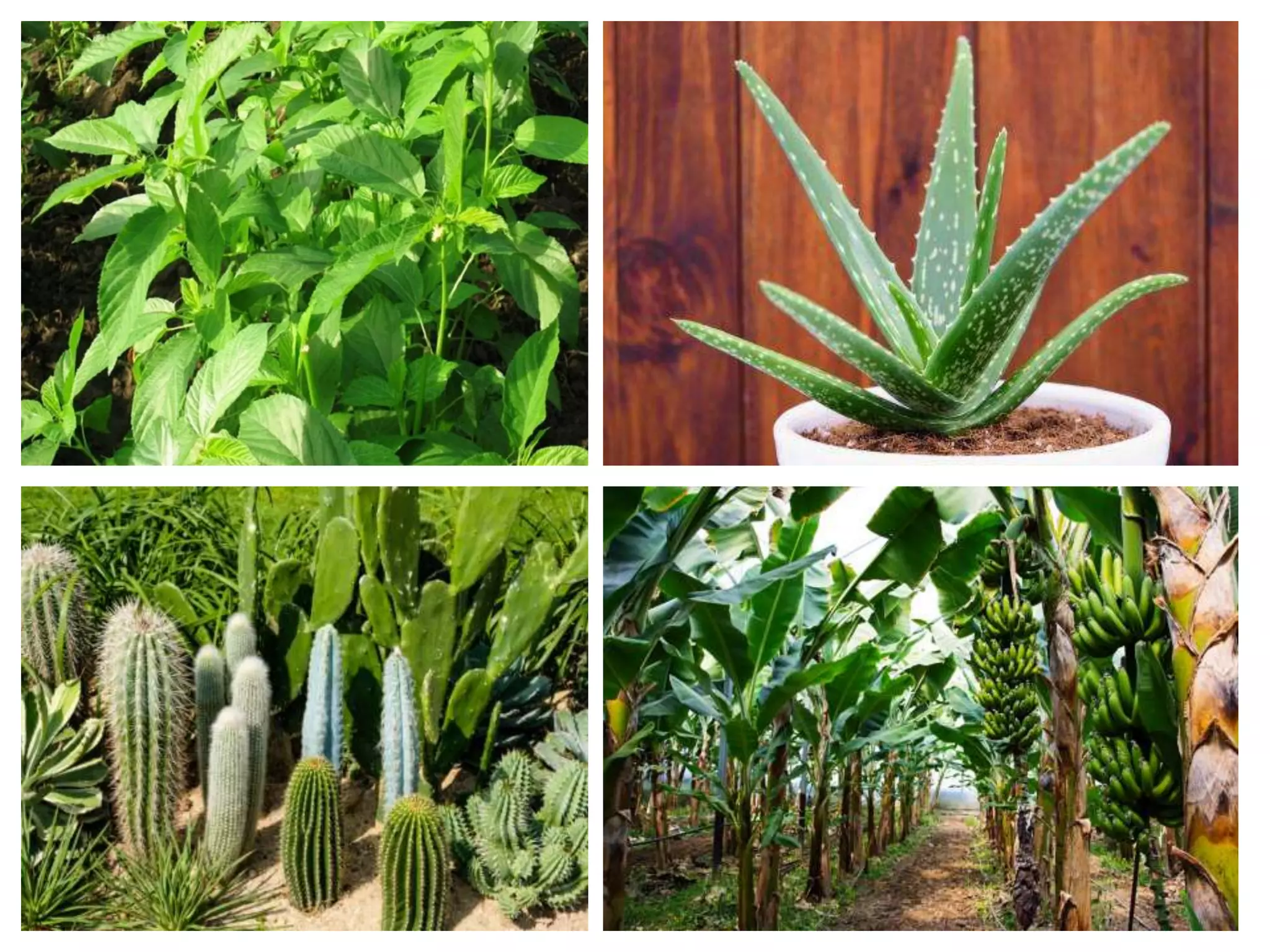 Plants and their habitats | PPTX