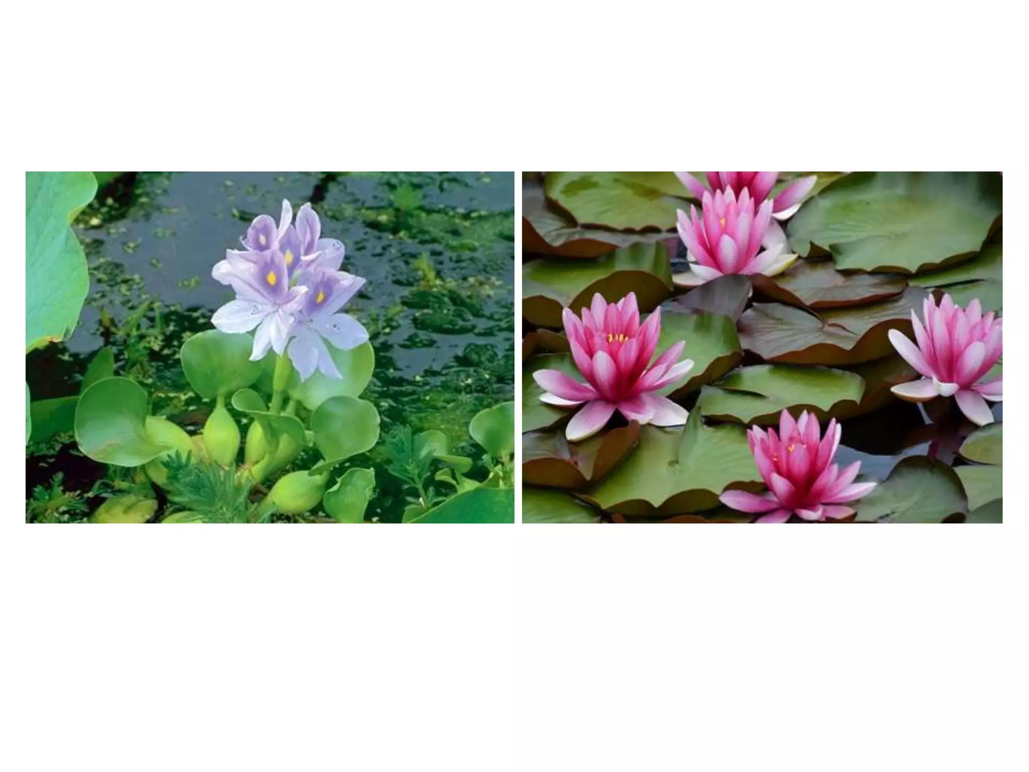 Plants and their habitats | PPTX