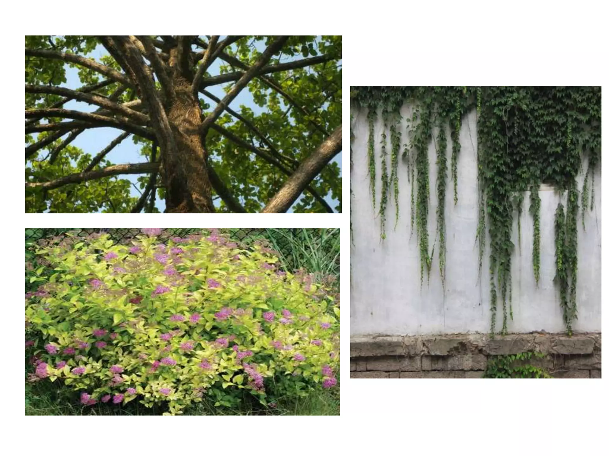 Plants and their habitats | PPTX