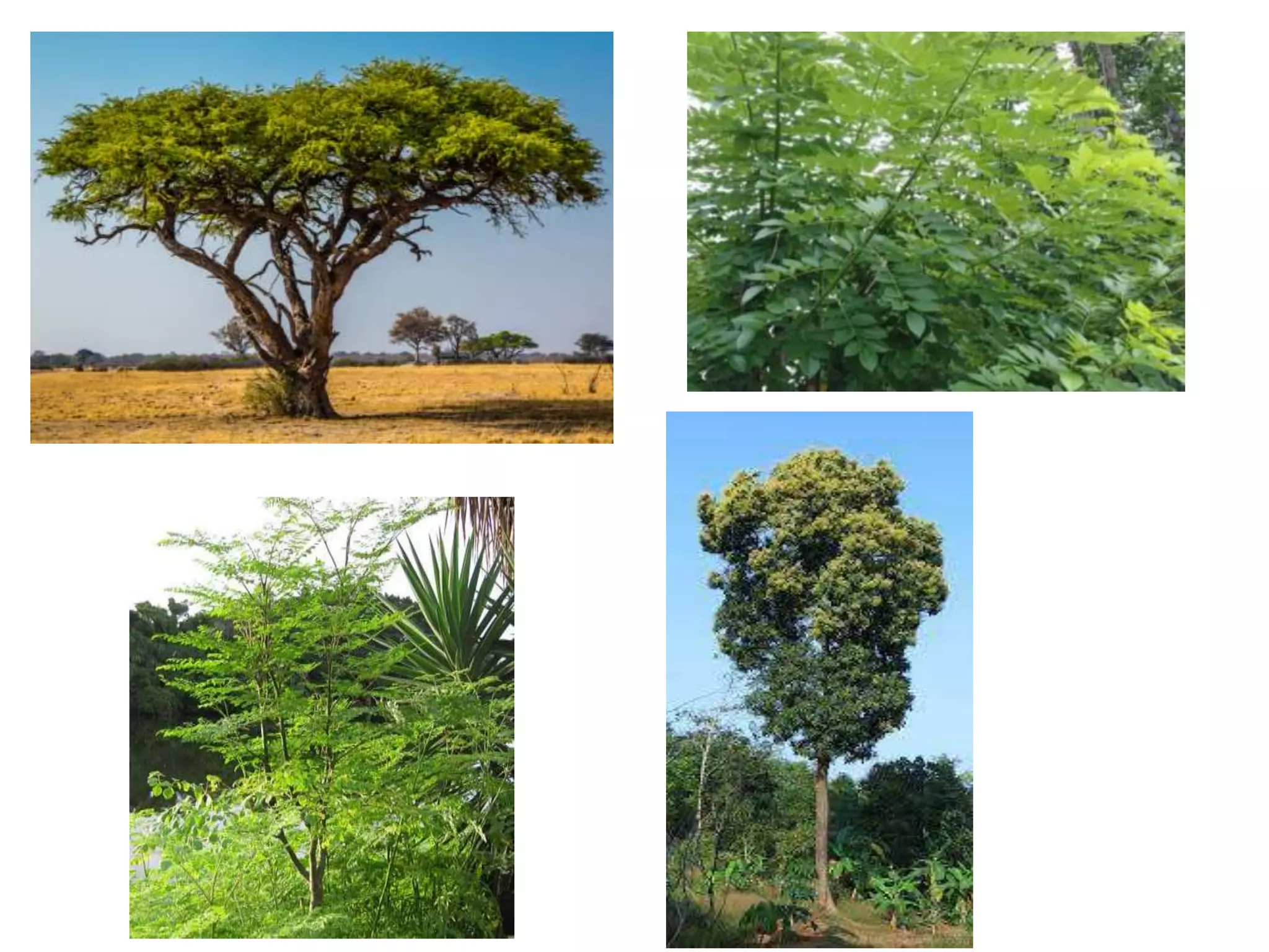 Plants and their habitats | PPTX