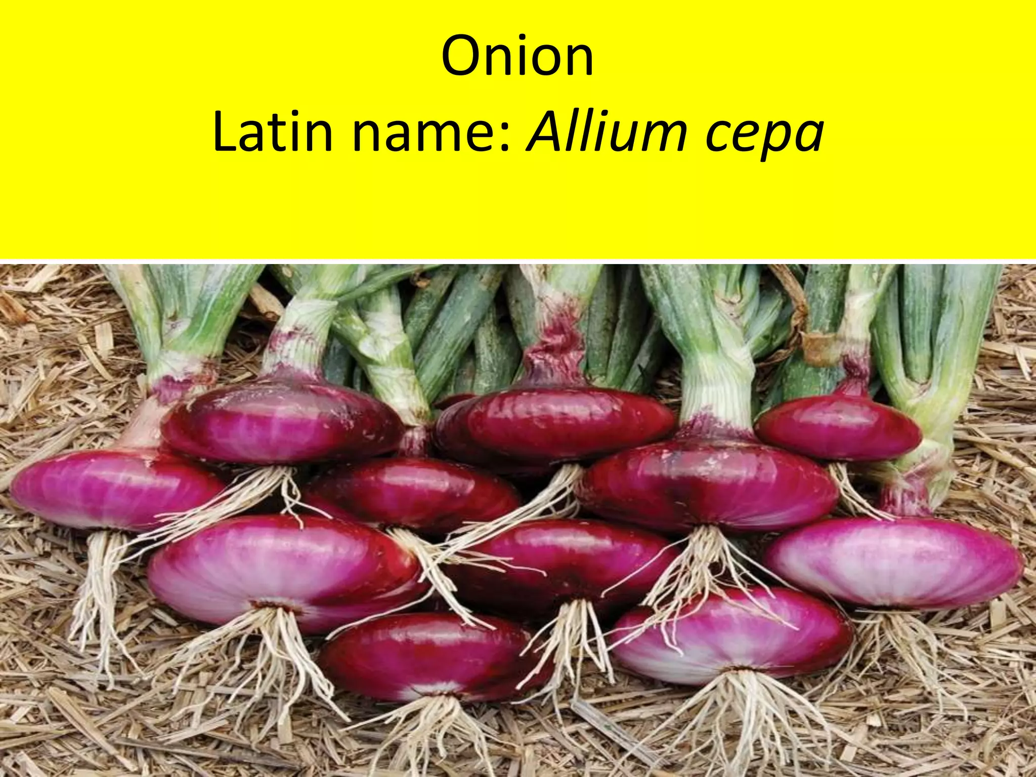 Plants and their latin names | PPTX