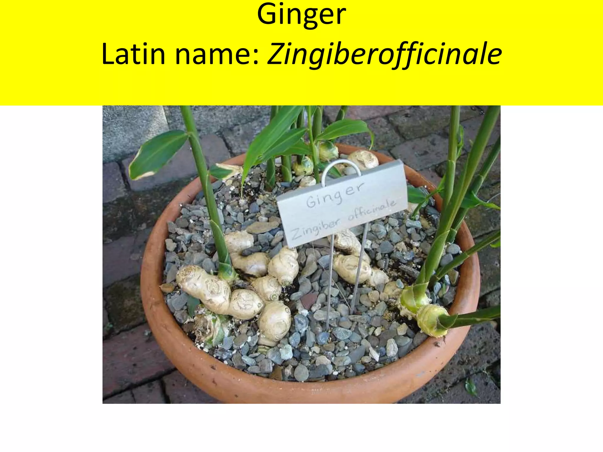 Plants and their latin names | PPTX