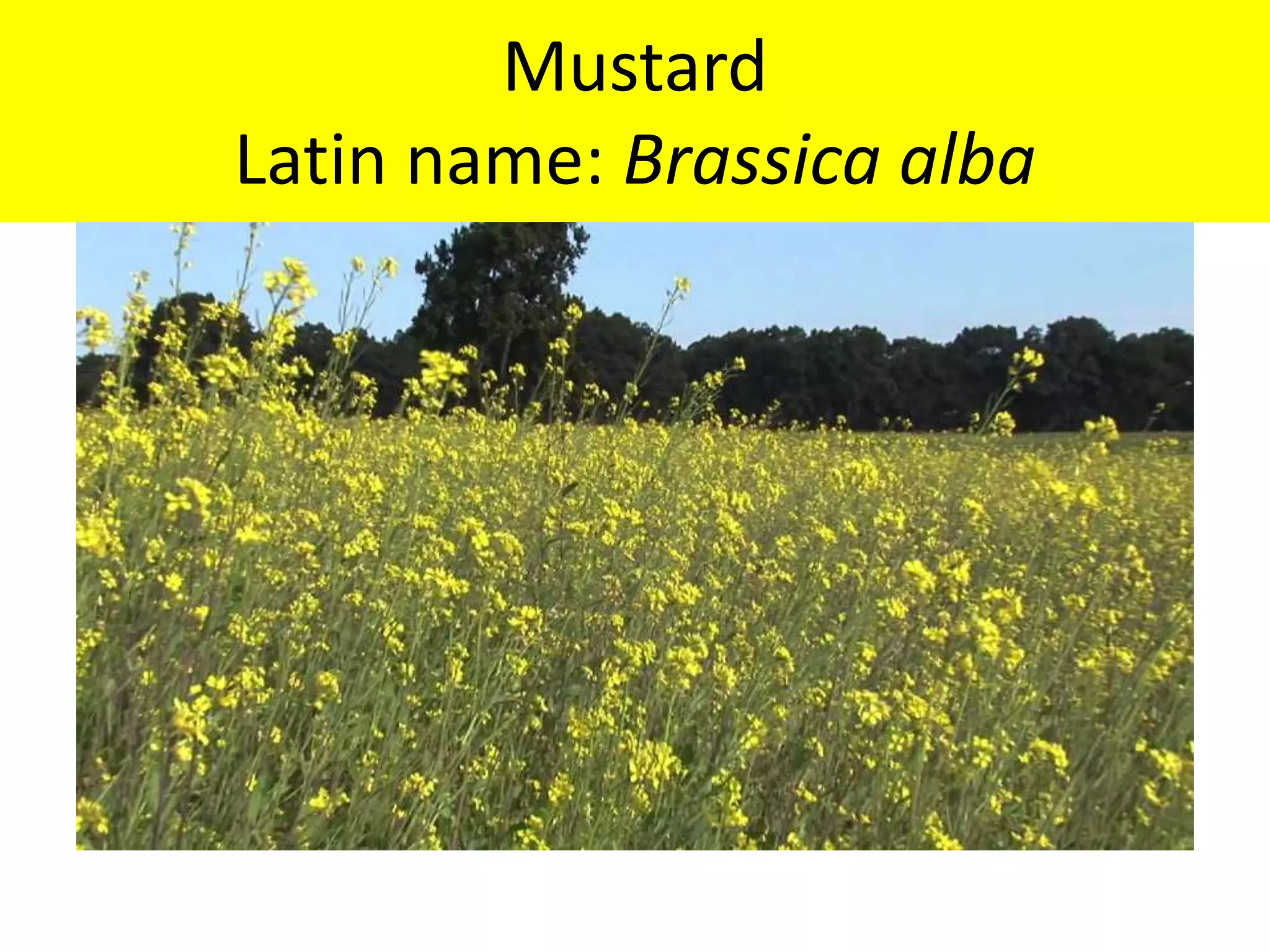Plants and their latin names | PPTX
