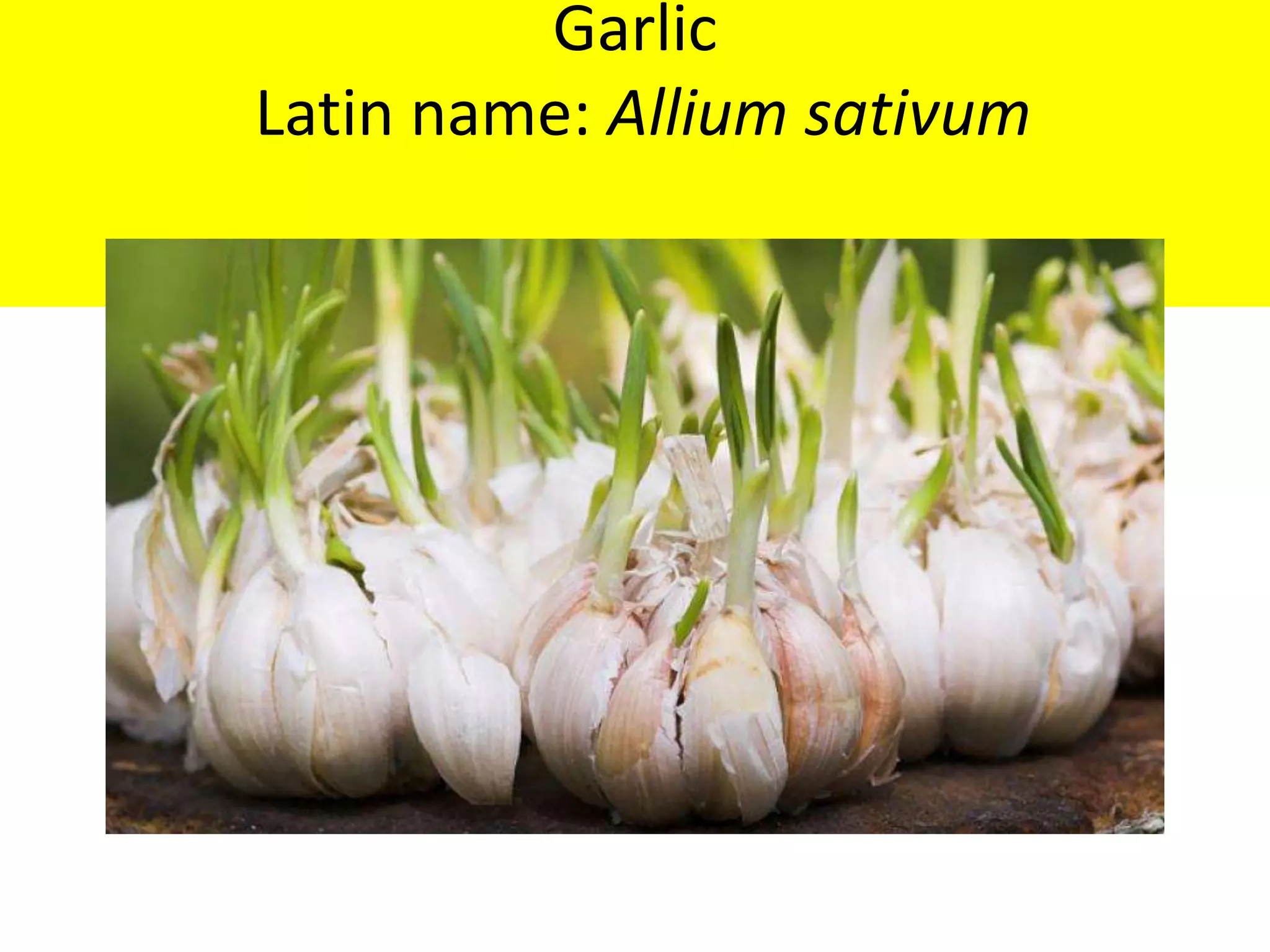 Plants and their latin names | PPTX