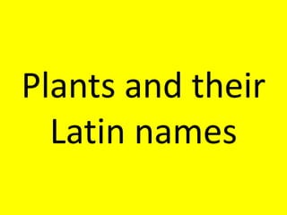 Plants and their latin names | PPTX