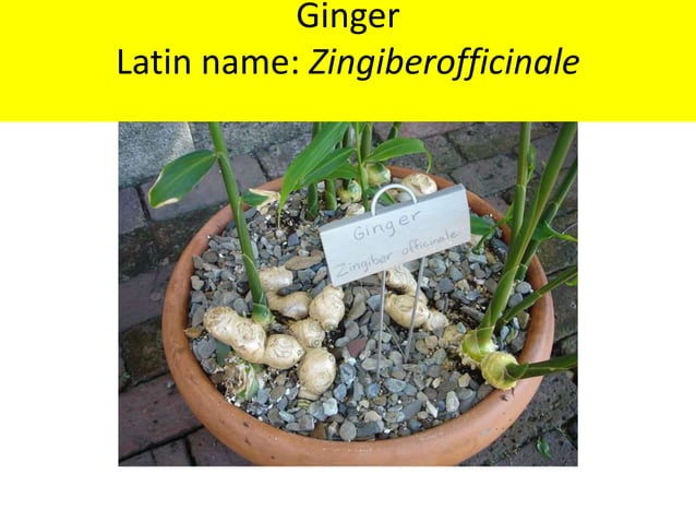 Plants and their latin names | PPTX