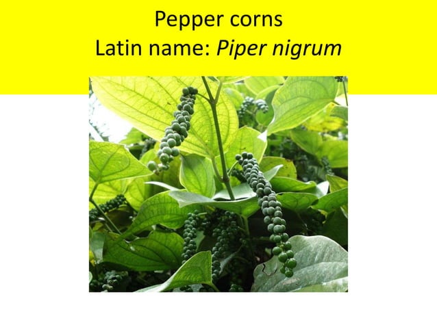 Plants and their latin names | PPTX