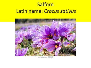 Plants and their latin names | PPT