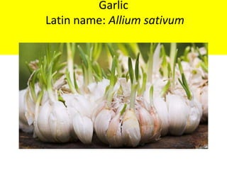 Plants and their latin names | PPT