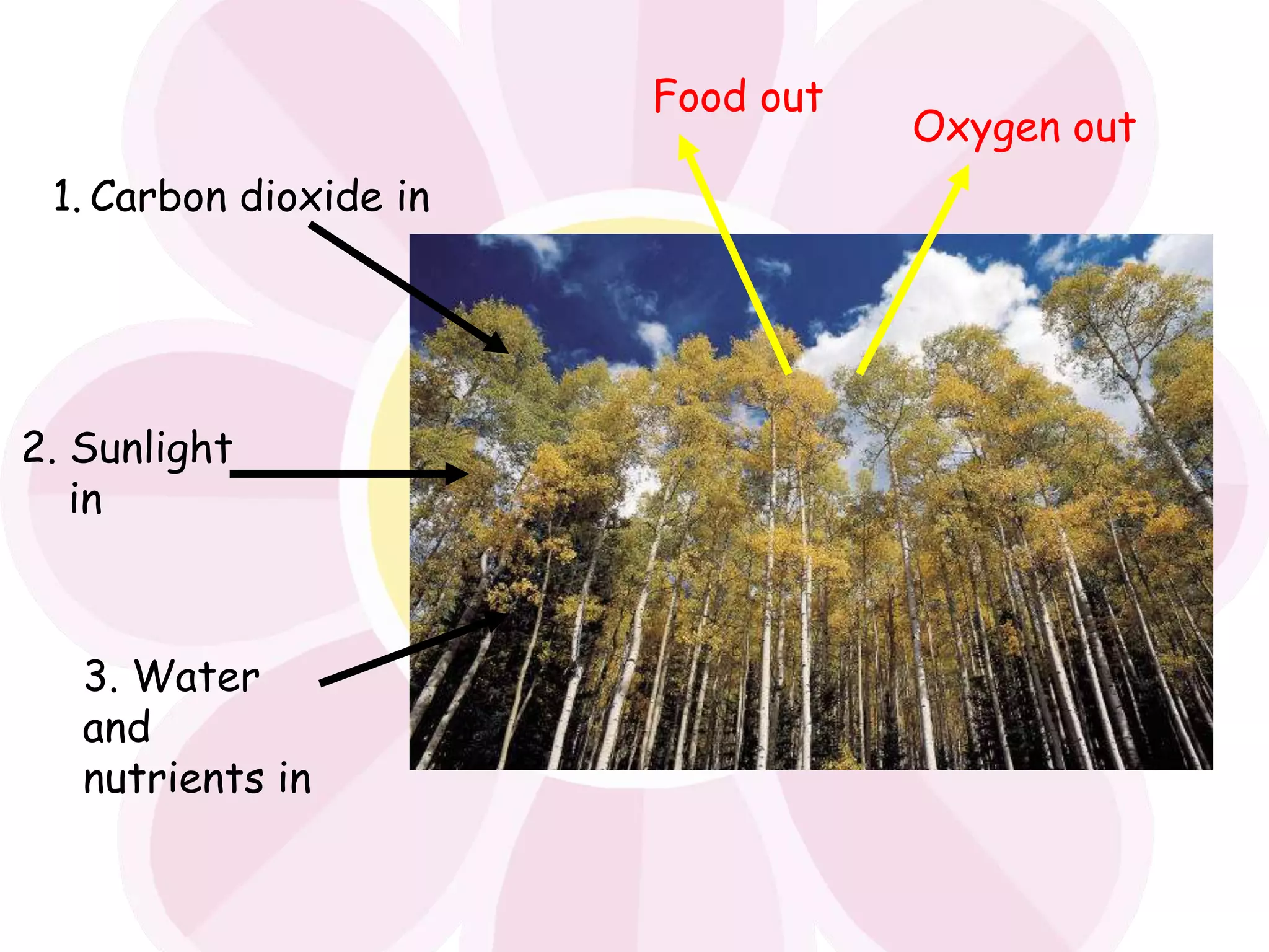 Plants and their parts wiki | PPTX