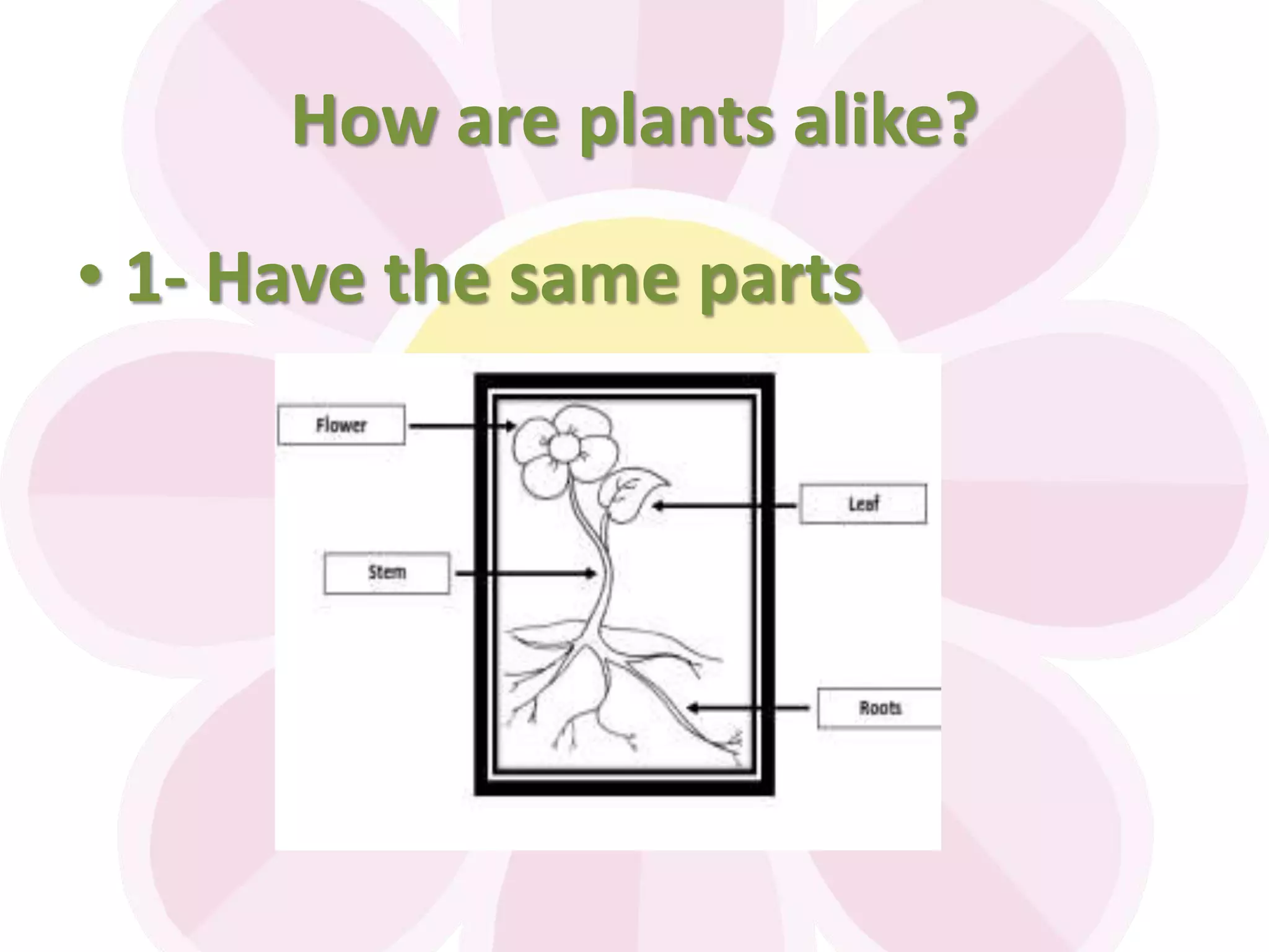 Plants and their parts wiki | PPTX