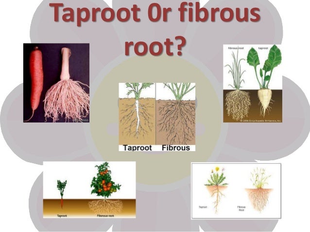 Plants and their parts wiki
