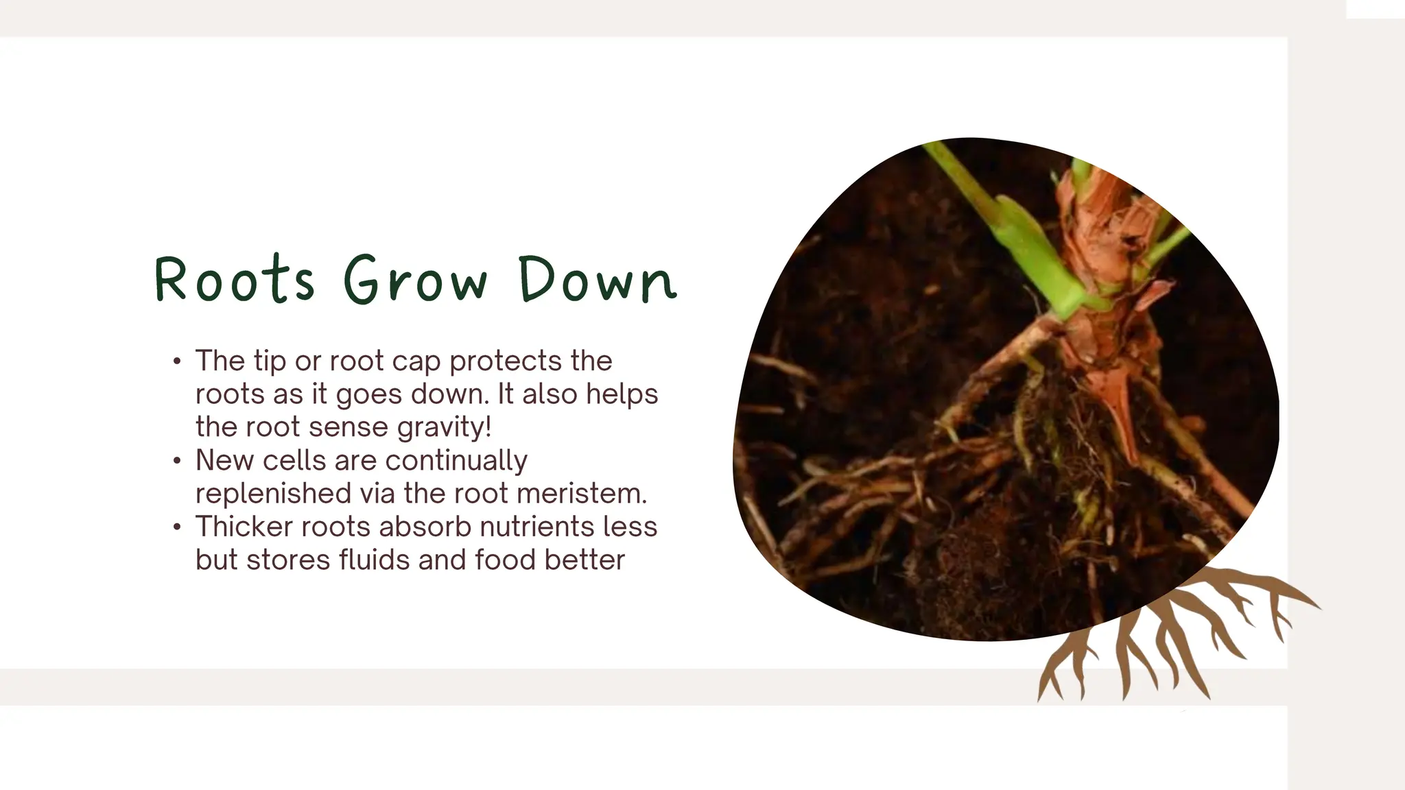 Plants and Their Systems: A Comprehensive Exploration | PPT