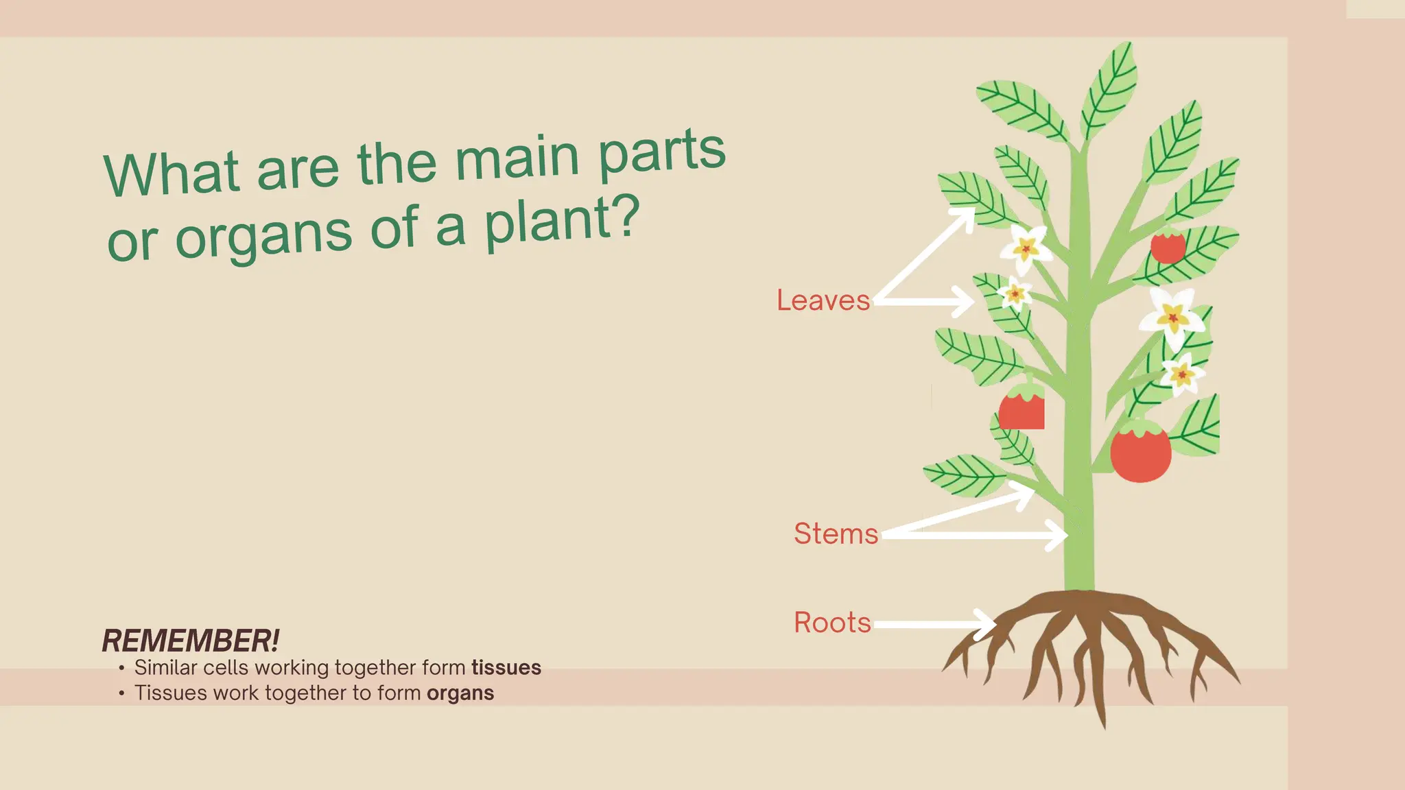 Plants and Their Systems: A Comprehensive Exploration | PPT