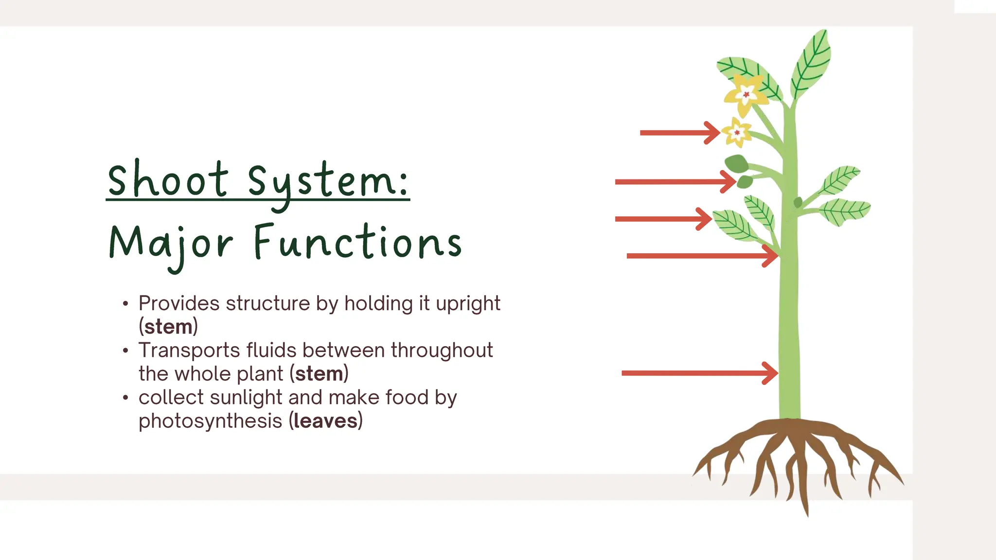 Plants and Their Systems: A Comprehensive Exploration | PPT