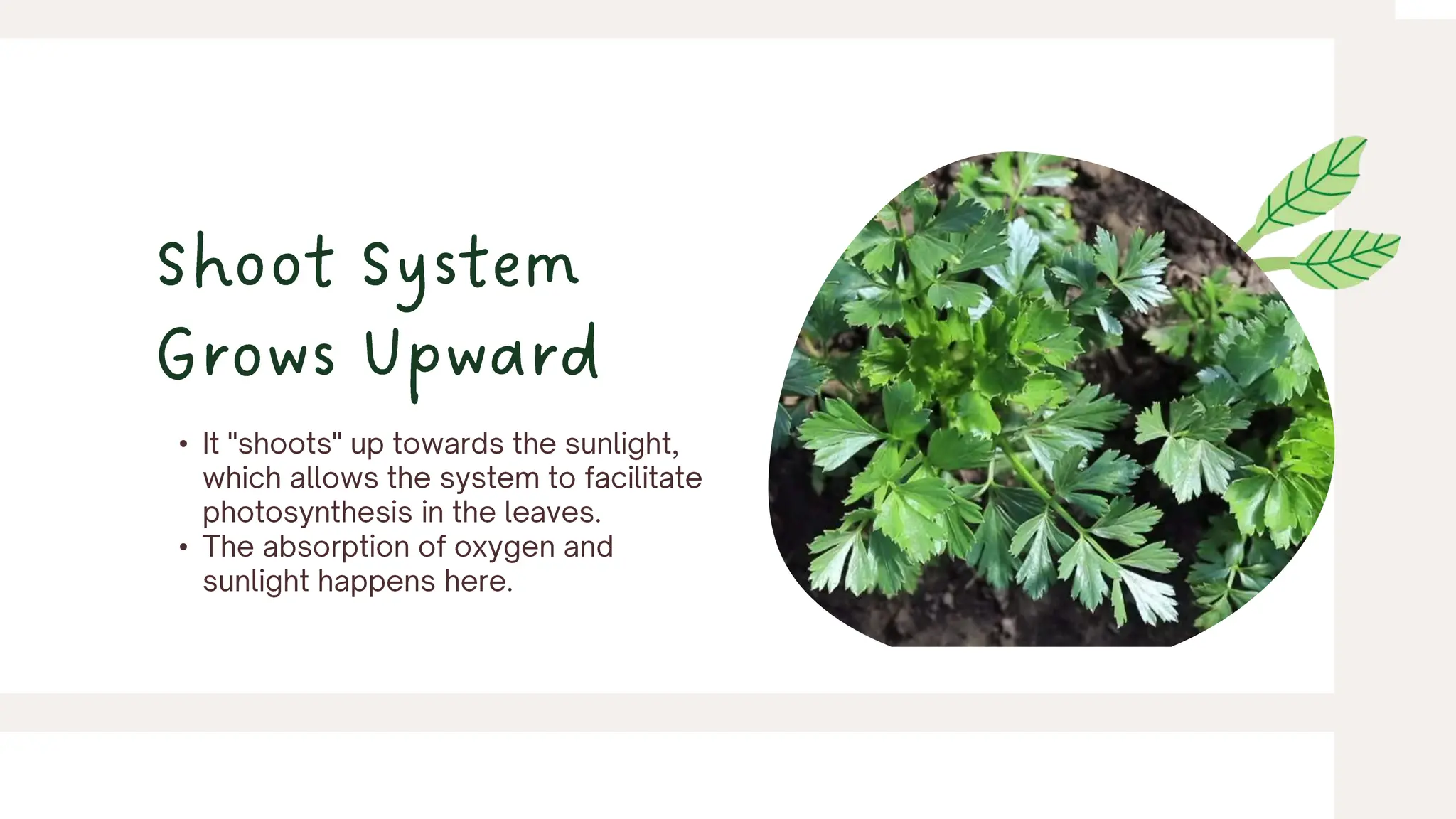 Plants and Their Systems: A Comprehensive Exploration | PPT