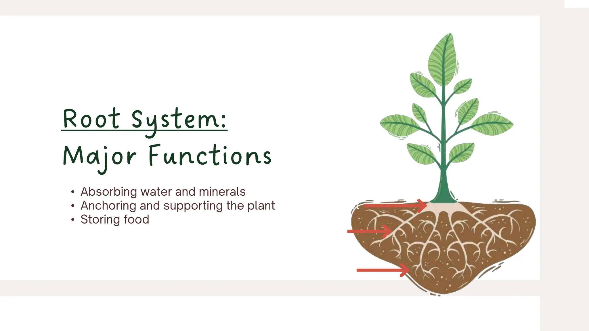 Plants and Their Systems: A Comprehensive Exploration | PPT