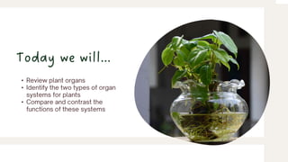 Plants and Their Systems: A Comprehensive Exploration | PPTX