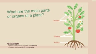 Plants and Their Systems: A Comprehensive Exploration | PPTX