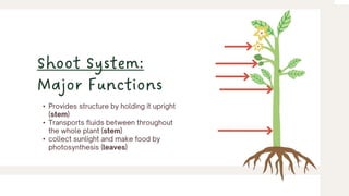 Plants and Their Systems: A Comprehensive Exploration | PPT