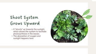 Plants and Their Systems: A Comprehensive Exploration | PPT