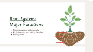 Plants and Their Systems: A Comprehensive Exploration | PPT