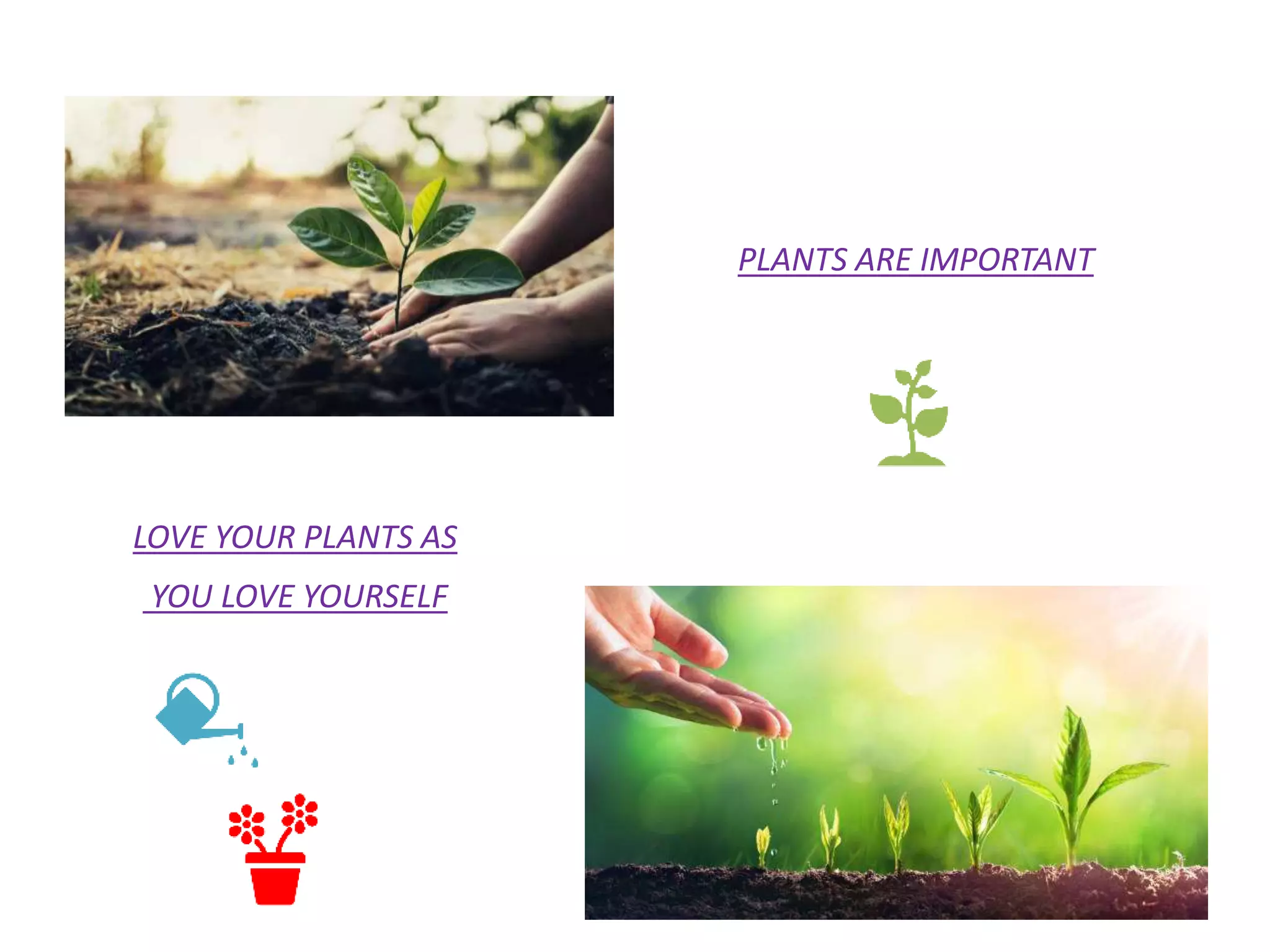 Plants and trees | PPTX