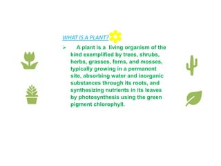 Plants and trees | PPTX