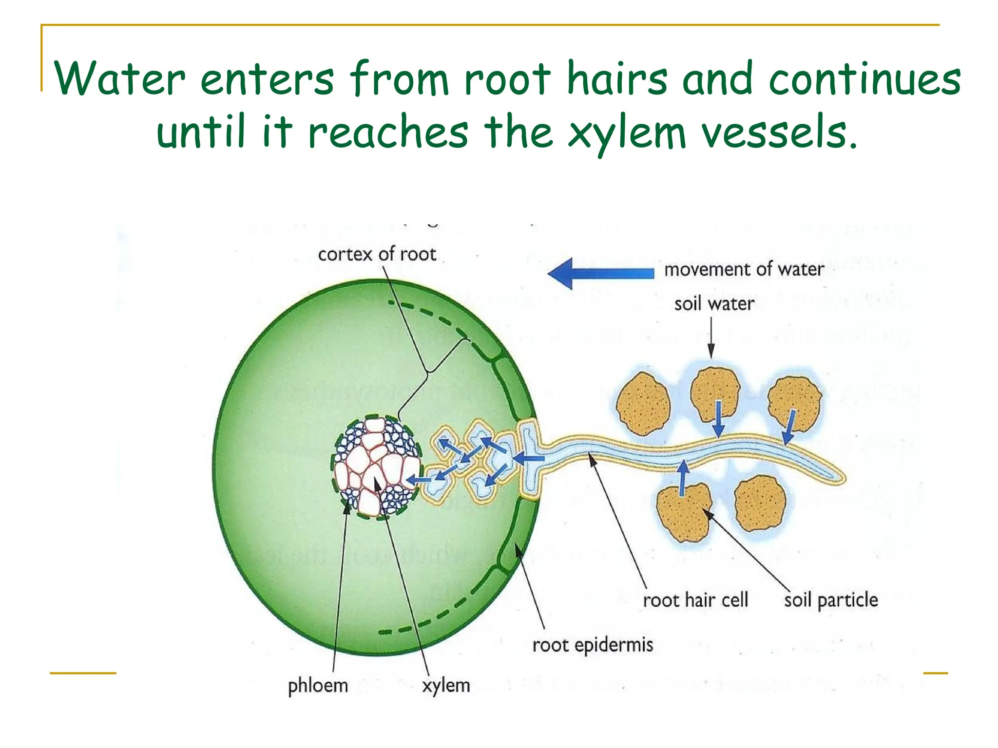 Plants and water transportation to .ppt