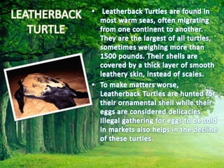 Plants and wildlife | PPTX