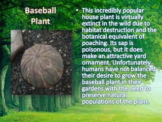 Plants and wildlife | PPTX